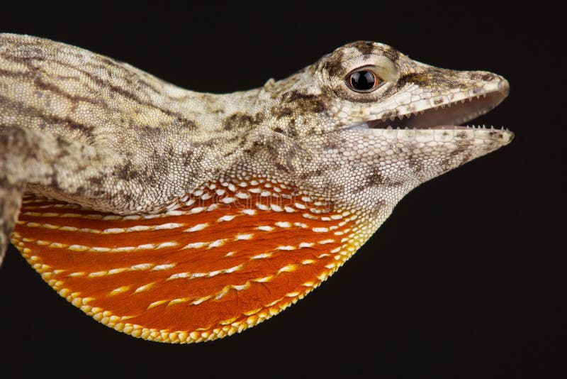 Bark Anole Norops Bouvierii Stock Photo - Image of dewlap, defend ...