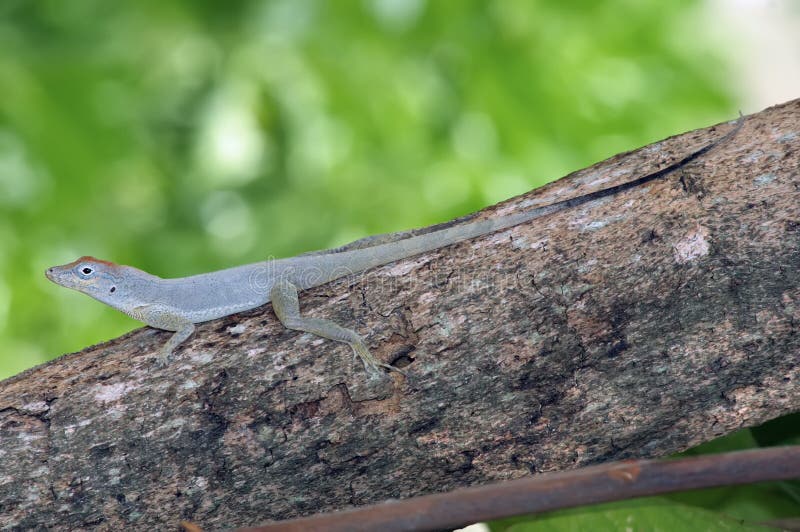 Bark Anole, Turks and Caicos Stock Photo - Image of wildlife, lizard ...