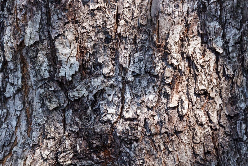 Bark of an apple tree stock photo. Image of protection - 114760564