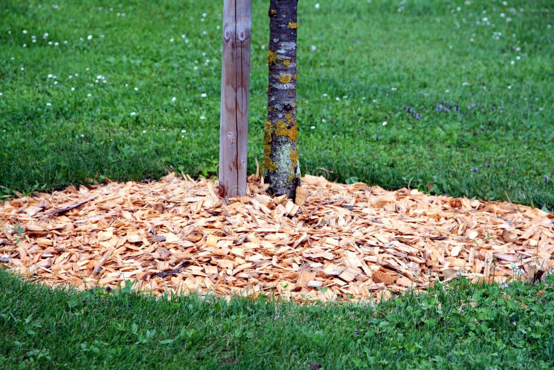 Planting sapling tree stock photo. Image of hard, cultivable - 10235282