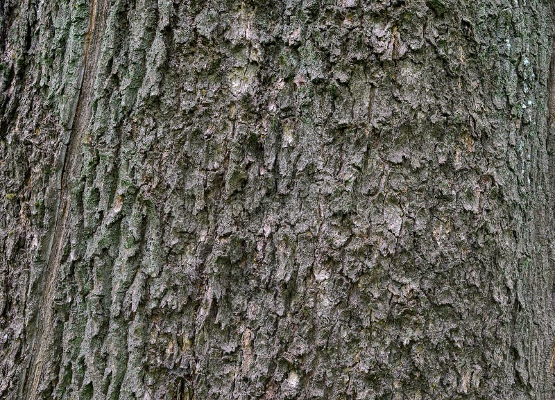 The Bark of an Ash Tree Trunk in Uniform Illumination. Textured ...