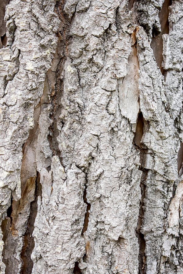 The bark of an aspen stock image. Image of geology, cracked - 44804155