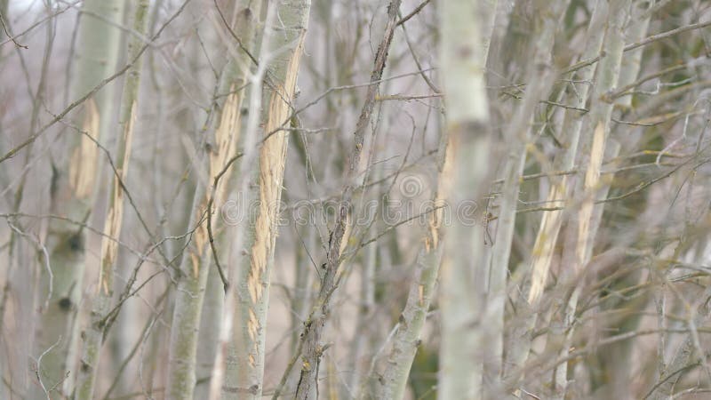 Bark on a Aspen Tree Damaged by a Feeding Moose. Animal Feeding ...