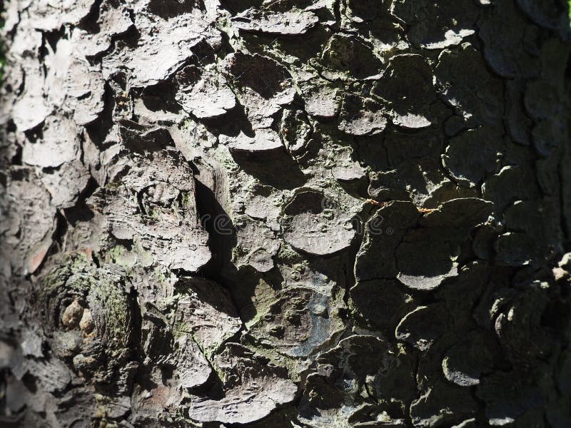 The Bark Ate Close-ups. the Exfoliating Bark of the Tree. Light ...