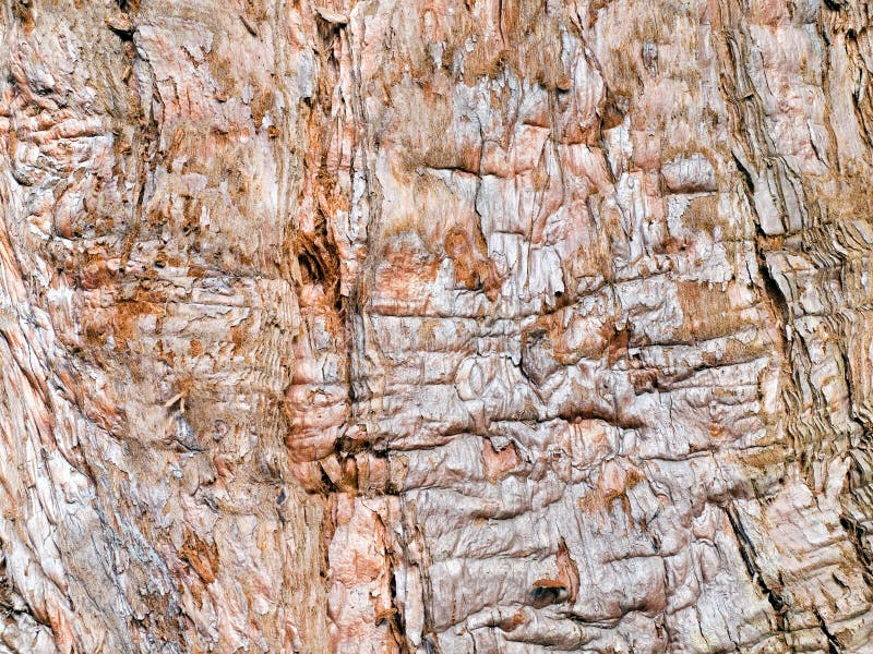 Bark background. stock photo. Image of peeling, lumber - 13411066