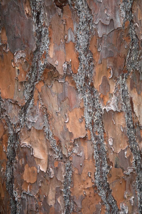 Bark Background stock image. Image of tree, rust, brown - 21103721