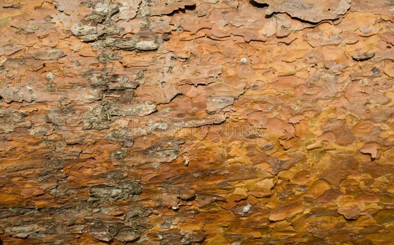 Bark the background stock image. Image of redwood, environment - 5278003