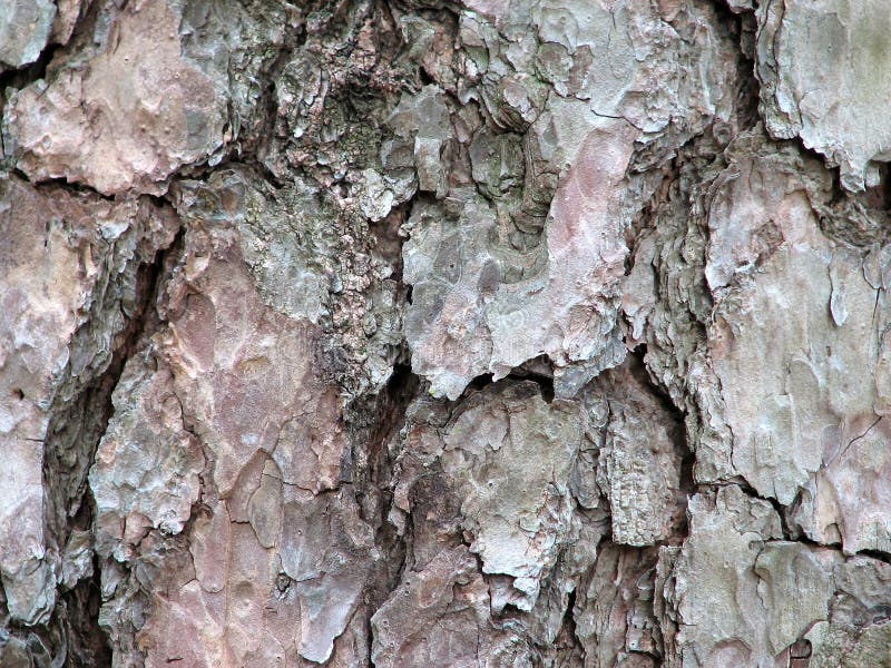 Bark Background Picture. Image: 991155