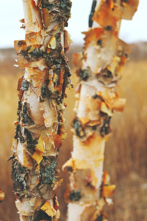 Bark Background of Birch Tree Stock Photo - Image of protection ...