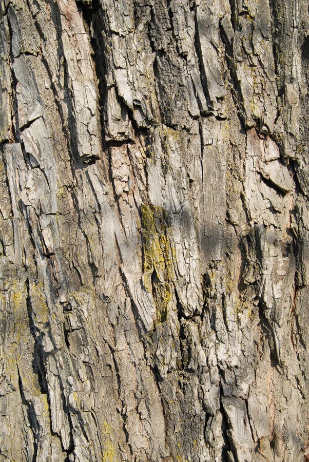 Bark background stock photo. Image of natural, pattern - 43535280