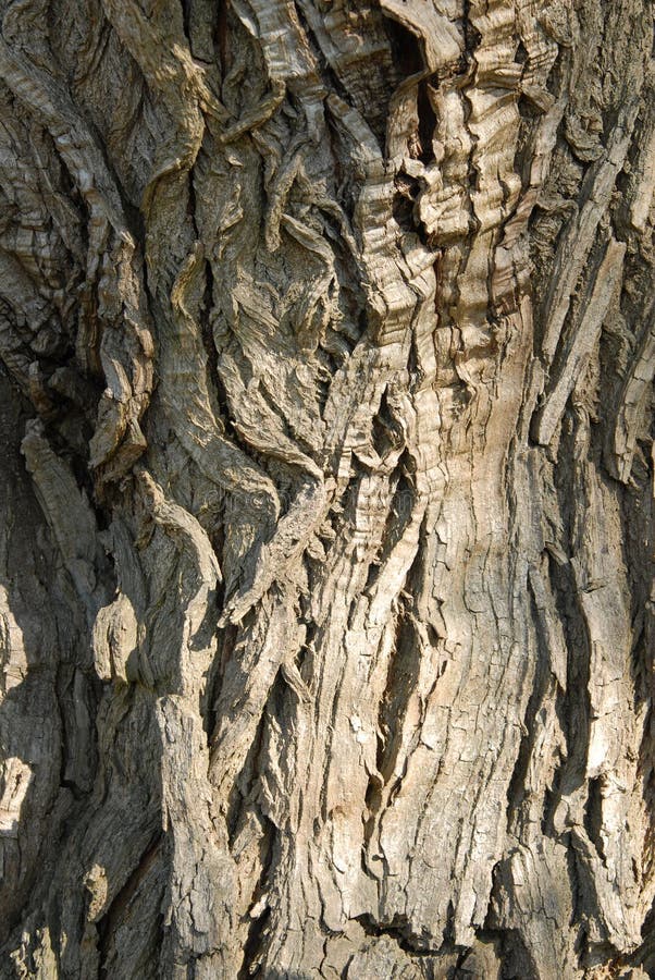 Bark background stock photo. Image of rough, brown, pattern - 43535286