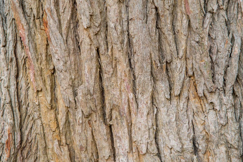 Bark Background Brown Nature Stock Photo - Image of material, nature ...