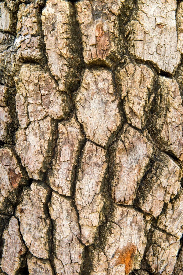 Bark Background Brown Nature Stock Image - Image of bark, brown: 97390857