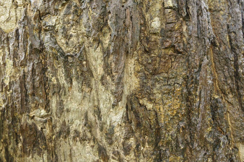 Bark Background in Cloundy Day Stock Image - Image of natural, park ...