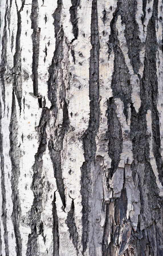 Bark background stock image. Image of brown, background - 52614533
