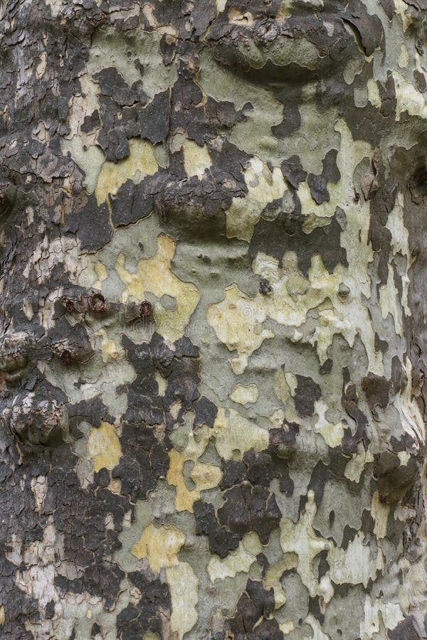 Bark, Bark of a Plane Tree, with Typical Camouflage Pattern Stock Photo ...