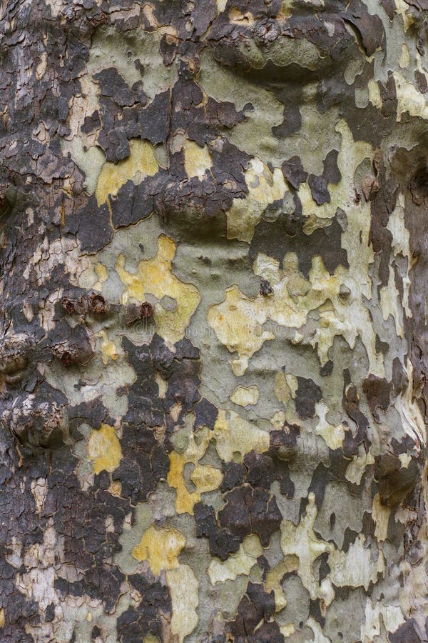 Bark, Bark of a Plane Tree, with Typical Camouflage Pattern Stock Photo ...