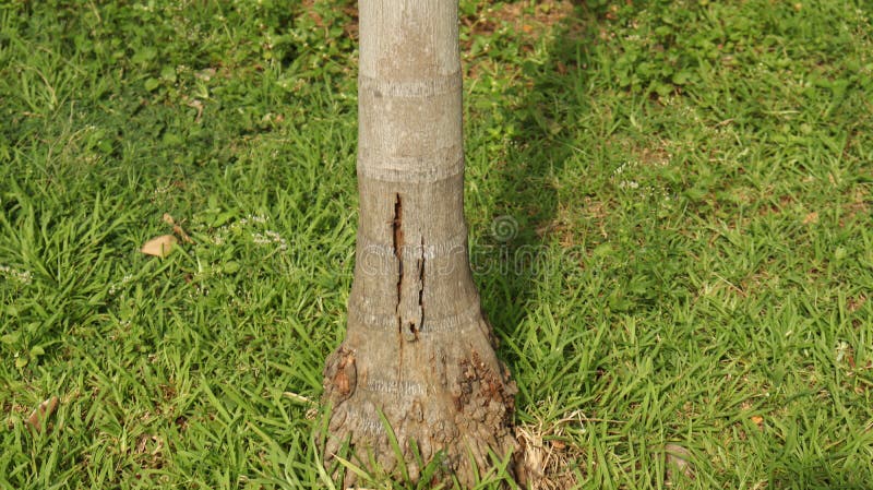 848 Jungle Tree Base Stock Photos - Free & Royalty-Free Stock Photos ...