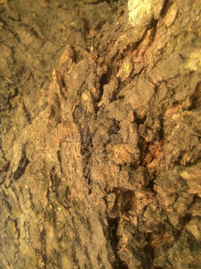 Bark stock image. Image of brown, bark, beautiful, lively - 51700921