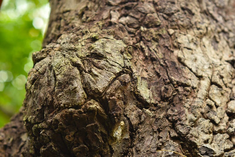 Bark it is a Beautiful Natural Bark. Stock Photo - Image of beautiful ...