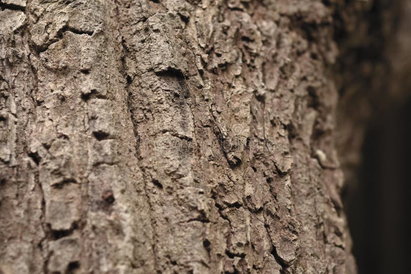 Bark it is a Beautiful Natural Bark. Stock Image - Image of beautiful ...