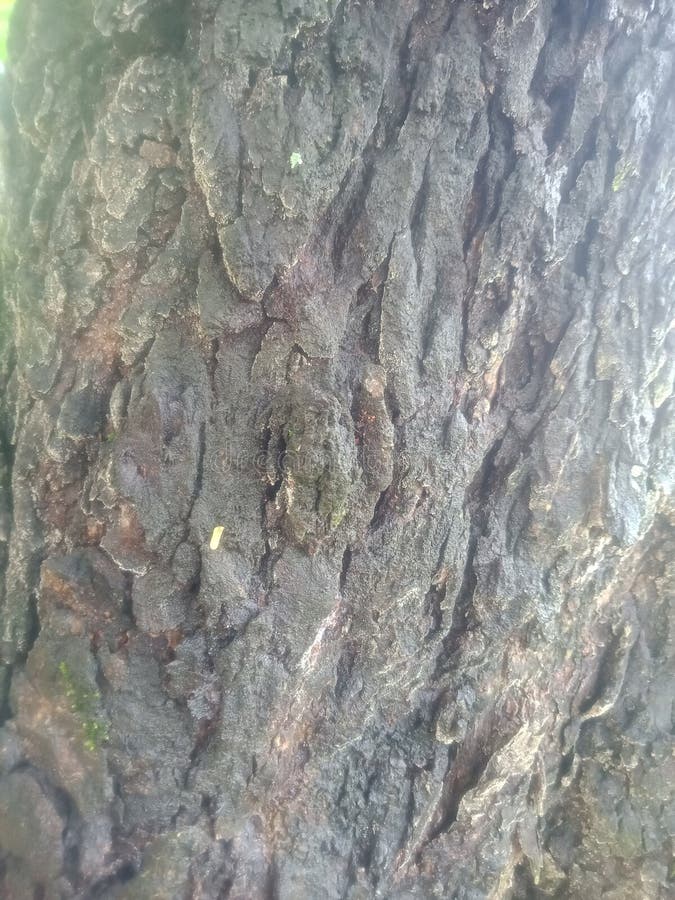 The Bark of the Beautiful Pete Tree Has a Rough Texture between ...