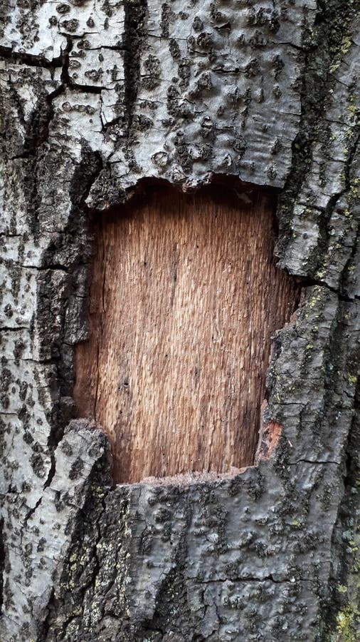 The Bark and the Beautiful 004 Stock Photo - Image of tree, beautiful ...