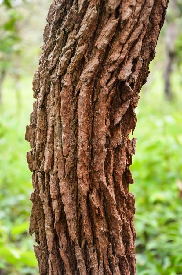 Bark stock image. Image of forestry, pattern, natural - 57574437