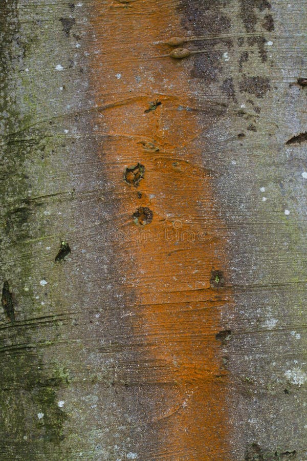Bark of Beech tree stock photo. Image of detail, bark - 165678550
