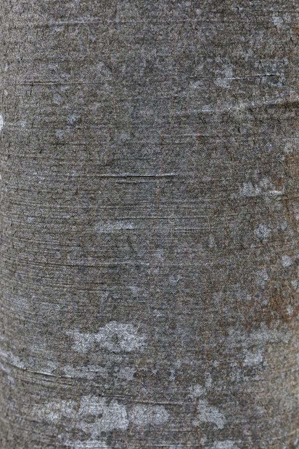 Bark of Beech Tree Texture Background Pattern Close Up Stock Image ...