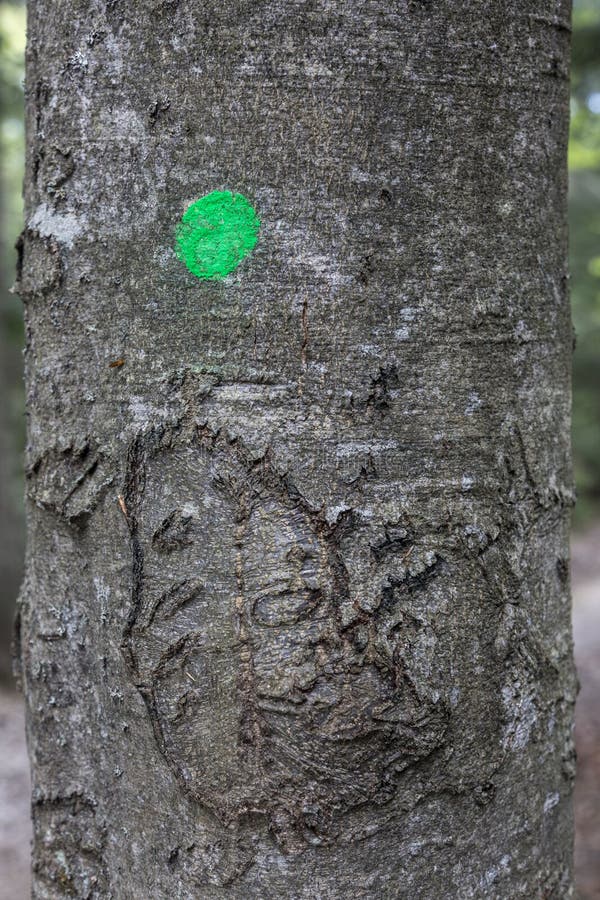 Bark of Beech Tree Texture Background Pattern Close Up Stock Image ...