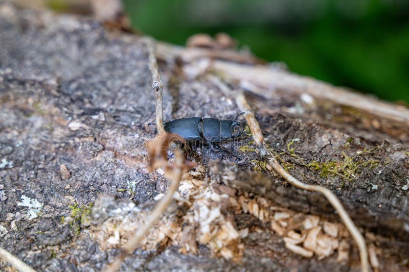 Beetle on a tree trunk stock photo. Image of living - 327657244
