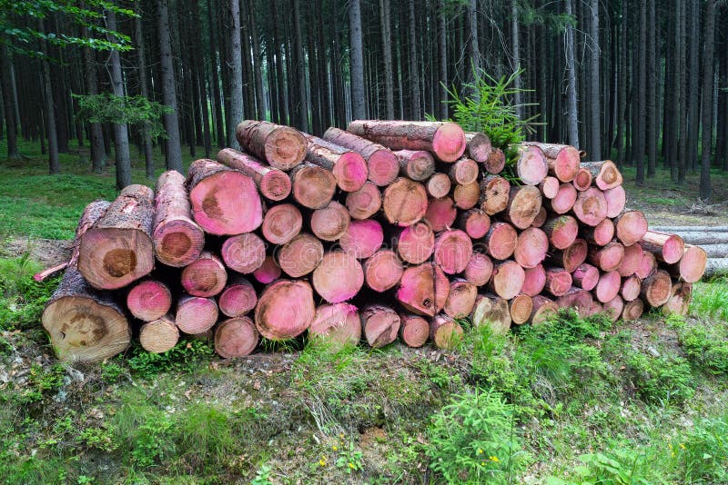 Bark Beetle Infection Cut Trees Forest Pink Paint Net Stock Image ...