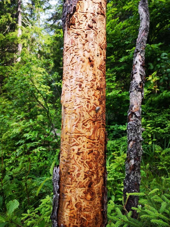Bark Beetle Infestation in Forest Stock Image - Image of beetle, green: 357467241