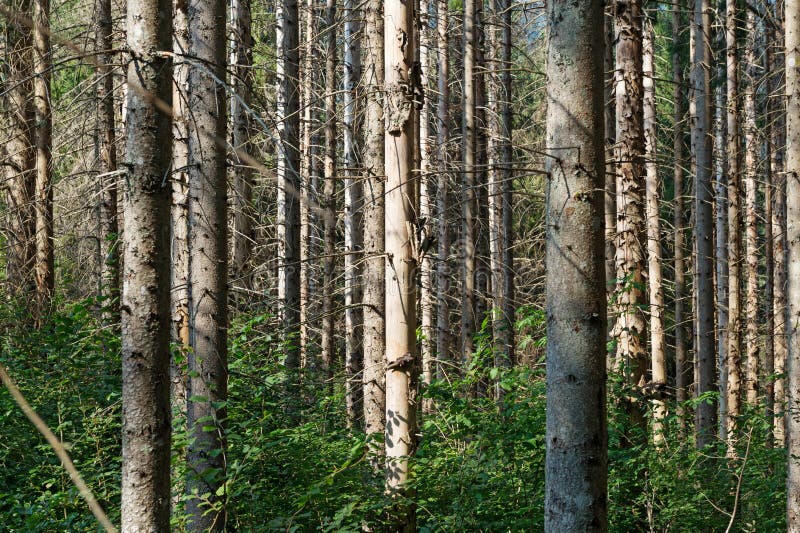 Bark beetle infestation stock image. Image of nature - 199922903