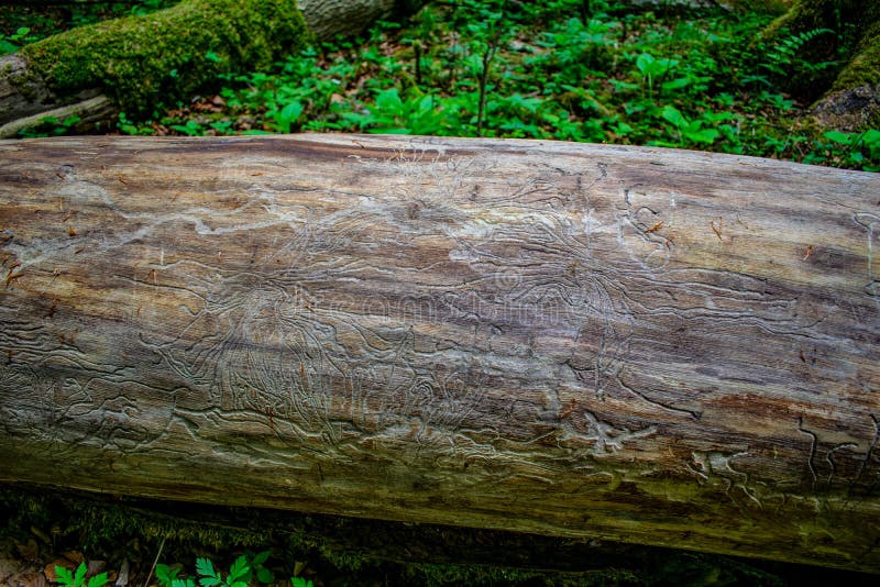A Bark Beetle Infested Tree Stock Photo - Image of cracked, bark: 116428968