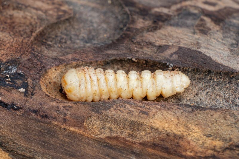 365 Woodworm Larva Stock Photos - Free & Royalty-Free Stock Photos from ...