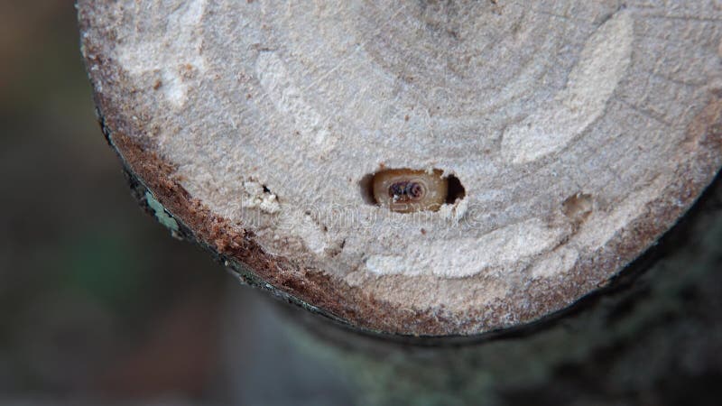 Bark Beetle Larva in Hole of Tree Stock Video - Video of insect ...