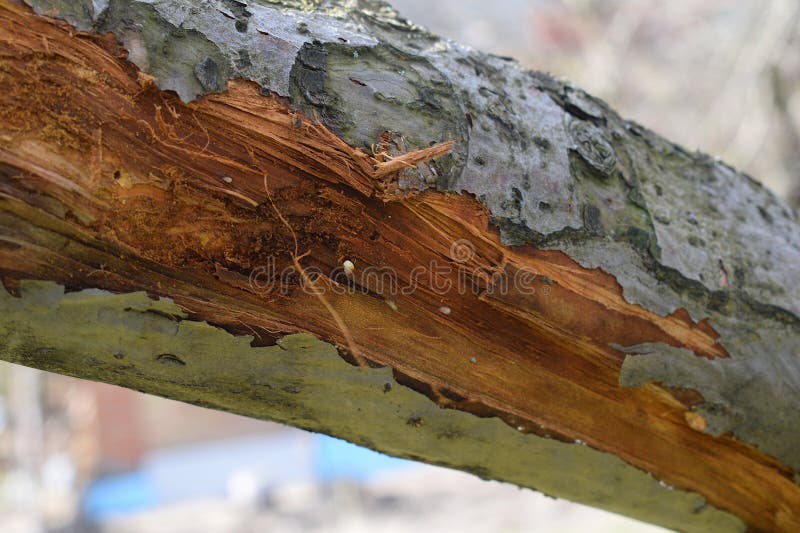 Bark Beetle Larvae Under Apple Tree Stock Photos - Free & Royalty-Free ...