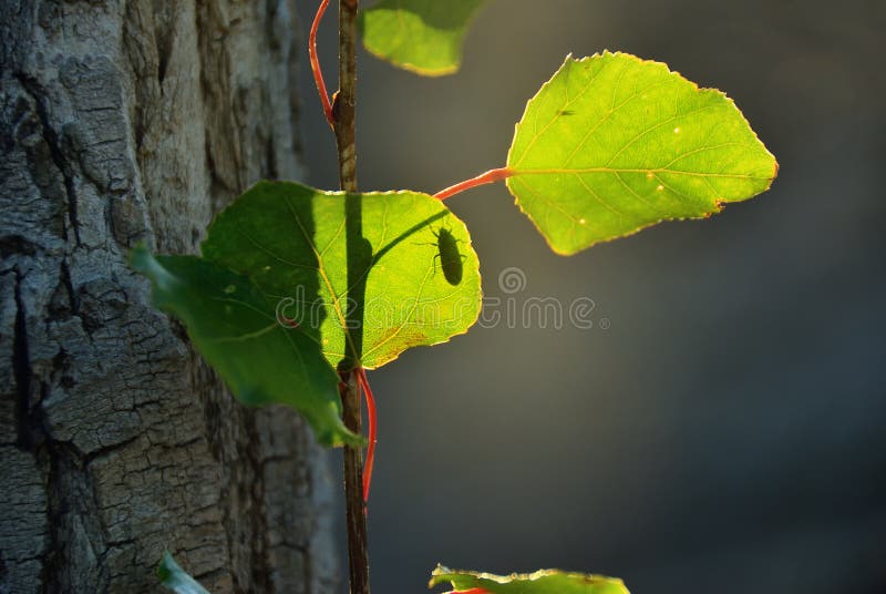 Bark beetle on a leaf stock image. Image of woodland - 140026415