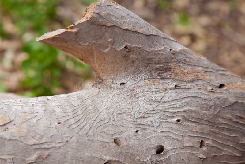 Bark Beetle Patterns Dead Eucalyptus Stock Photos - Free & Royalty-Free ...