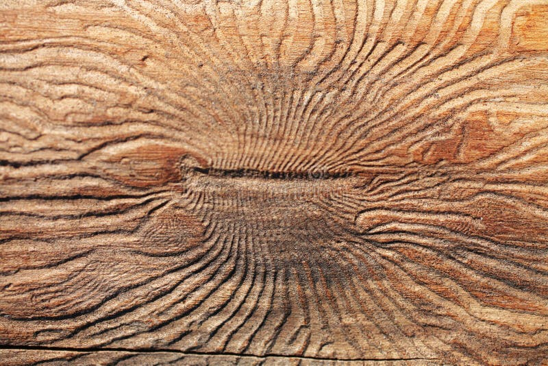 Bark beetle texture stock photo. Image of wooden, xyloid - 7134888