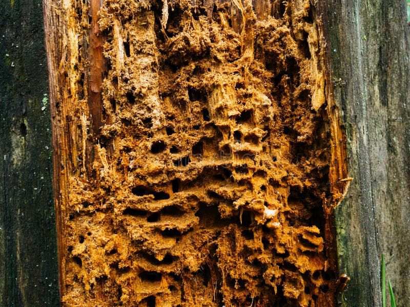 Bark Beetles Ate the Tree Trunk. Eaten Tree Bark Beetles Stock Image ...
