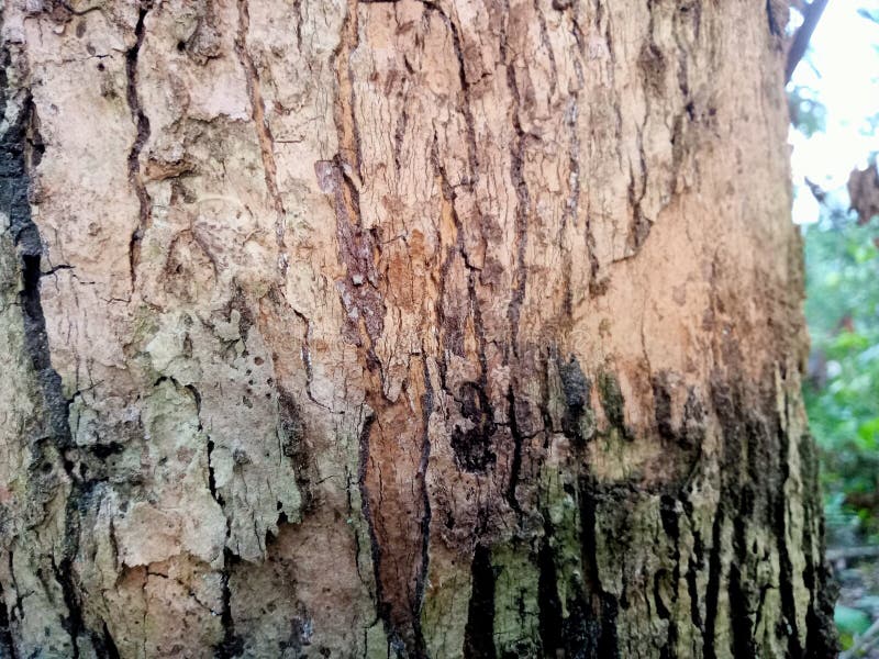The Bark of the Big Guava Tree of the Forest Stock Image - Image of ...