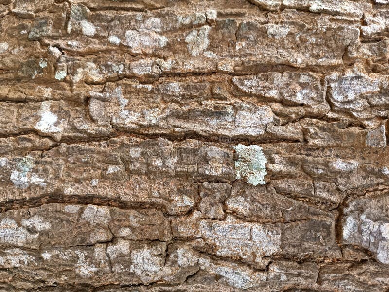 Bark of a Big Plant Tree Texture Stock Image - Image of patterns ...