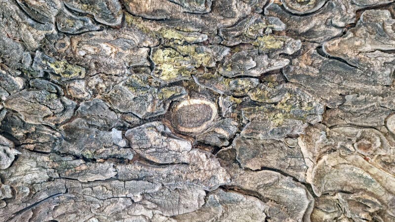 The Bark of the Big Tree is Brown. Stock Photo - Image of formation ...
