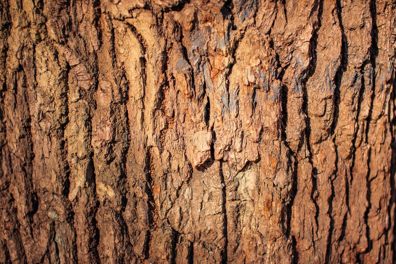 Bark of a Big Tree Close Up Stock Photo - Image of line, natural: 146222918