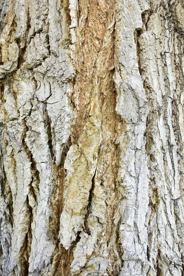 Bark of a Big Tree Close Up Stock Photo - Image of sunny, macro: 248374970