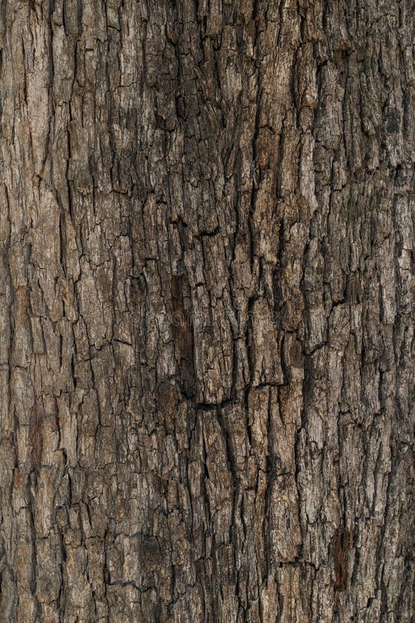 Bark of a Big Tree Closeup Background Stock Photo - Image of closeup ...