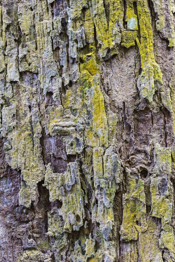 Bark of an big tree stock image. Image of fiber, moss - 154845523